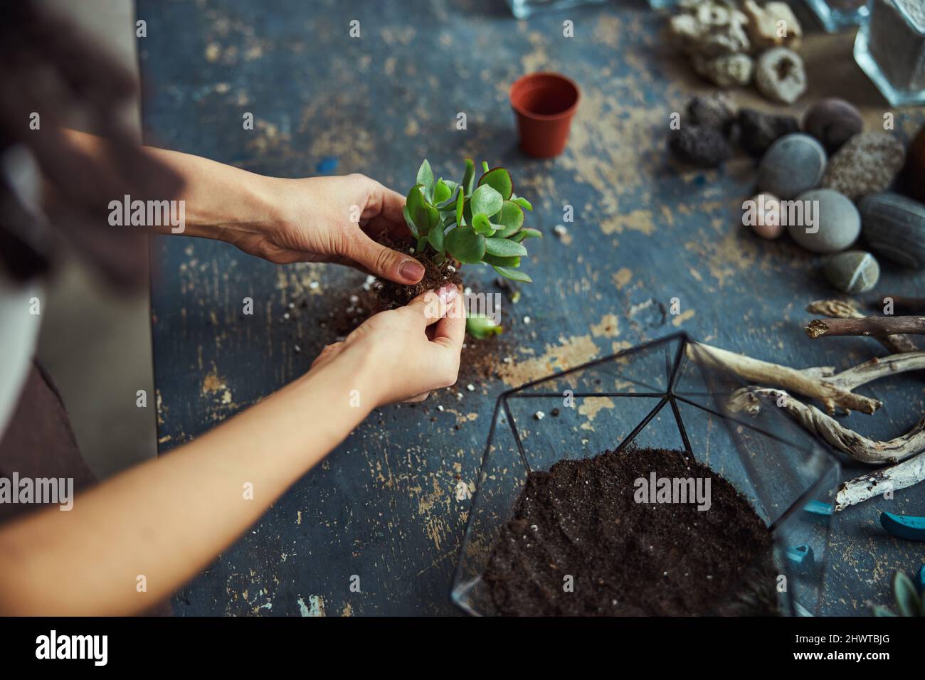 Experienced preparing a young succulent for planting in the florarium ...