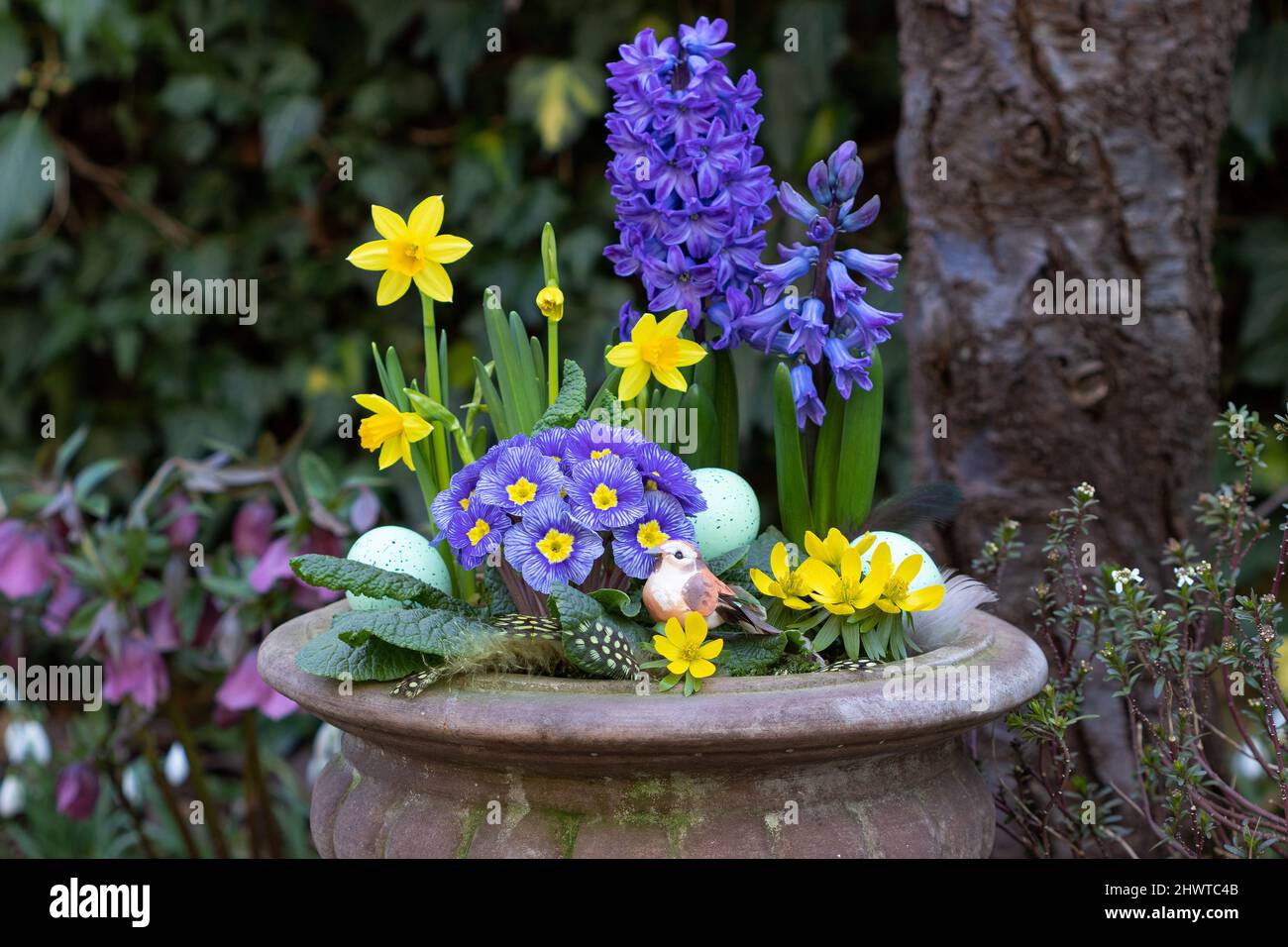 blue and yellow spring flowers in terracotta plant vase in garden Stock ...