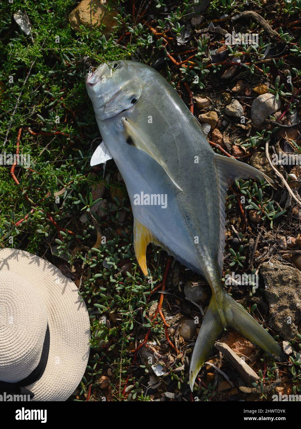 Piscary hi-res stock photography and images - Alamy