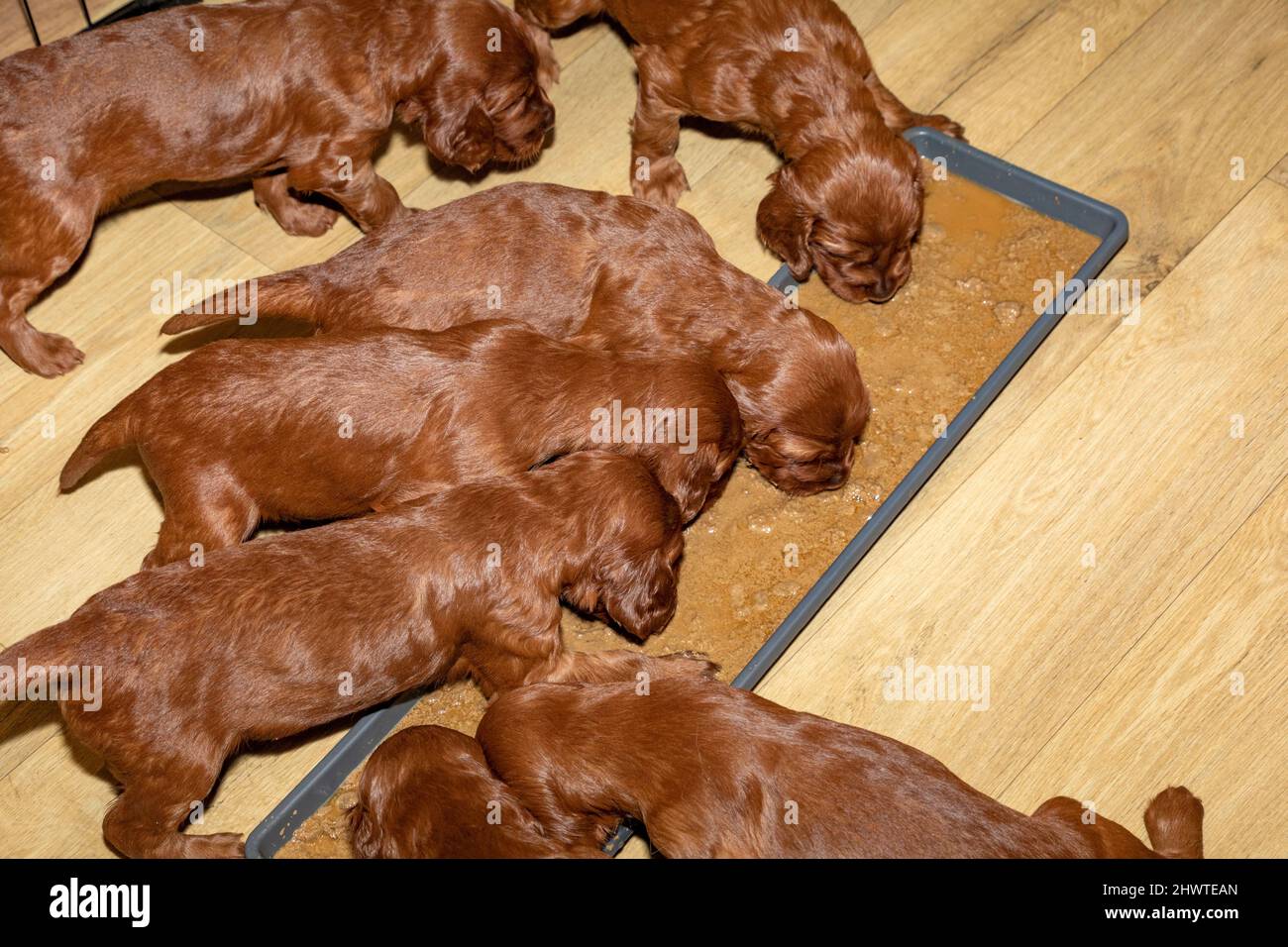 Litter of 3 week old Irish Setter puppies feeding from tray Stock Photo ...