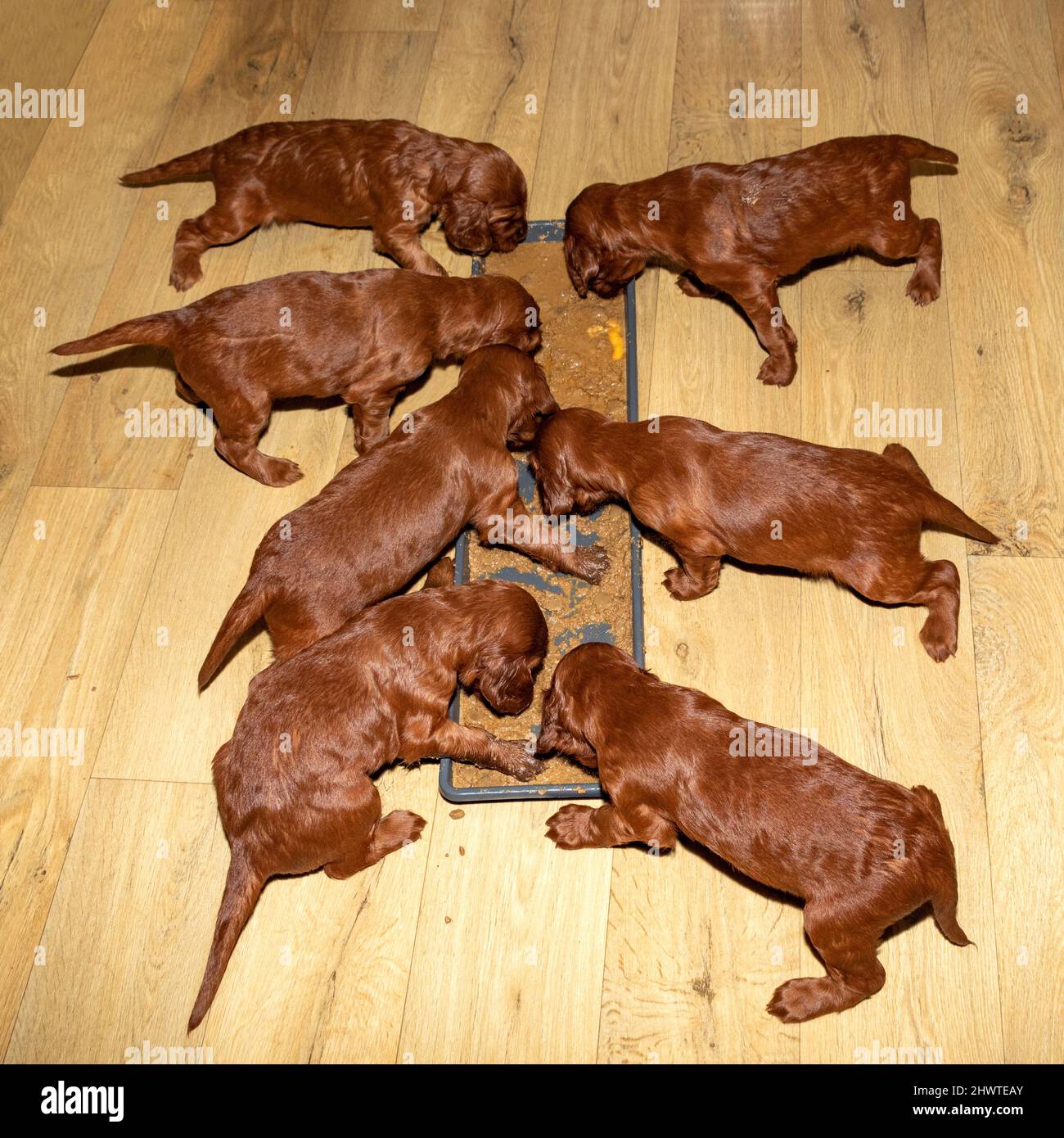 Litter of 3 week old Irish Setter puppies feeding from tray Stock Photo ...
