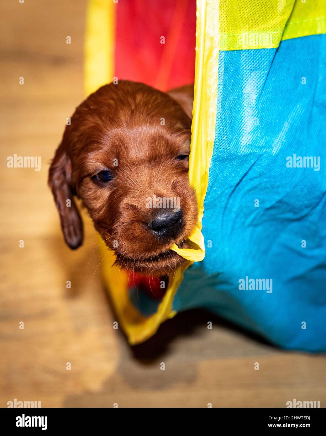 4 week old Irish setter puppy playing with childs pop up play tunnel ...