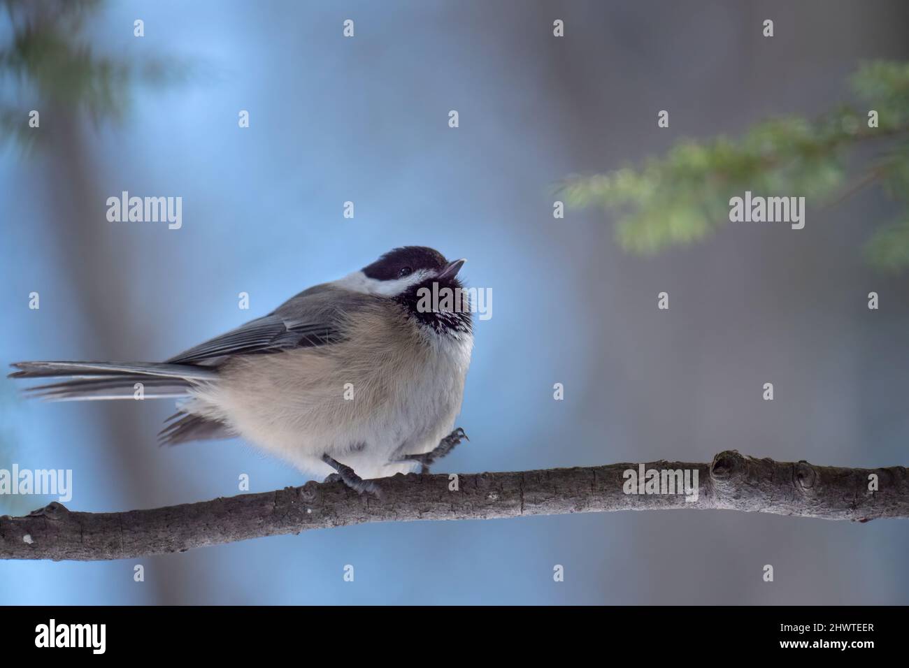 A perched black-capped chickadee Stock Photo - Alamy