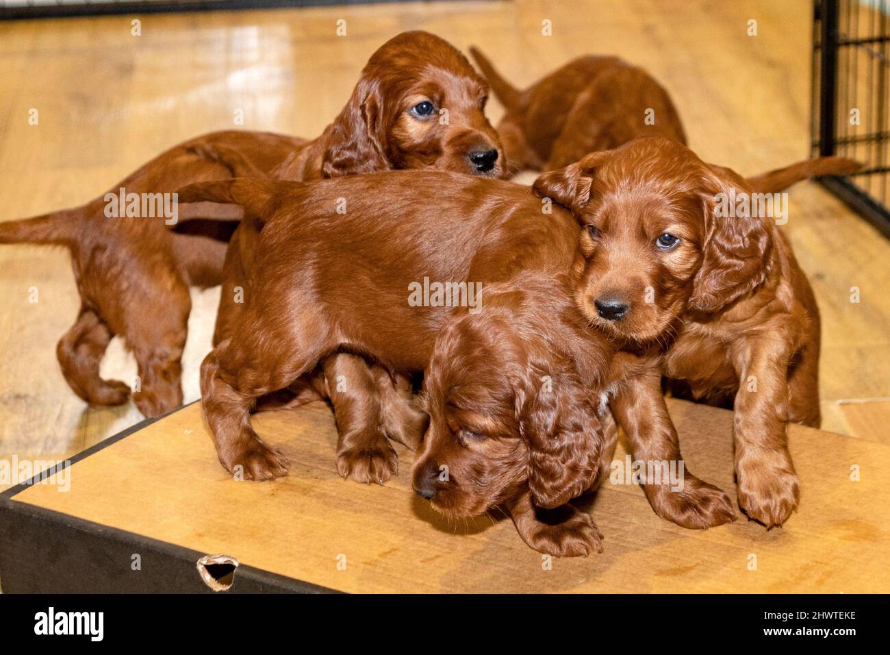 5 week old Irish Setter puppies playing on cardboard box in playpen ...