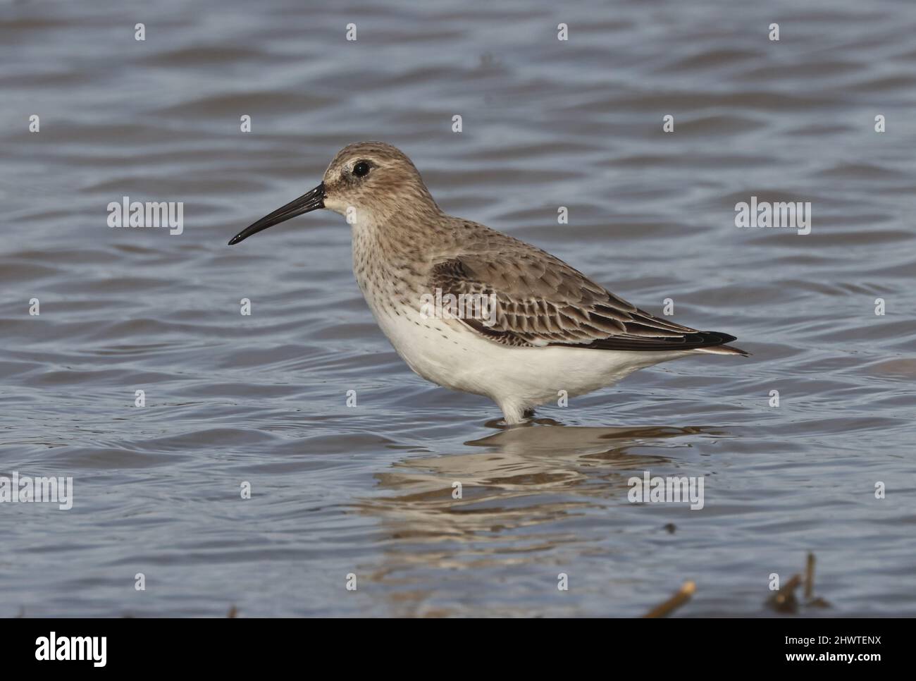 Dunlin (Calidris alpina) winter plumage bird standing in shallow water ...