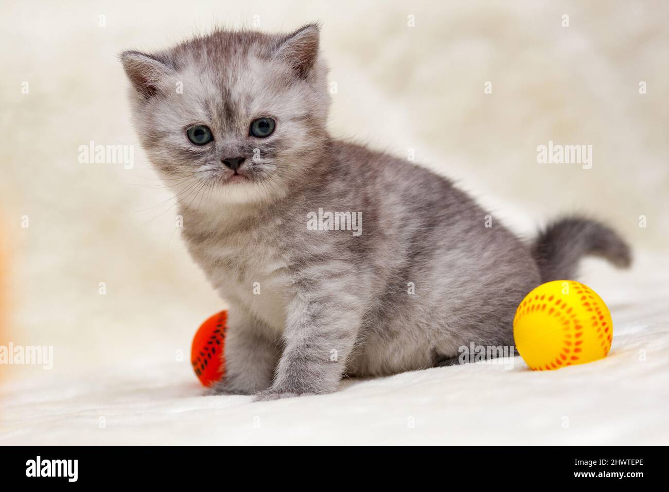 Cute smoky kitten British breed sits next to toy balls and looks into ...