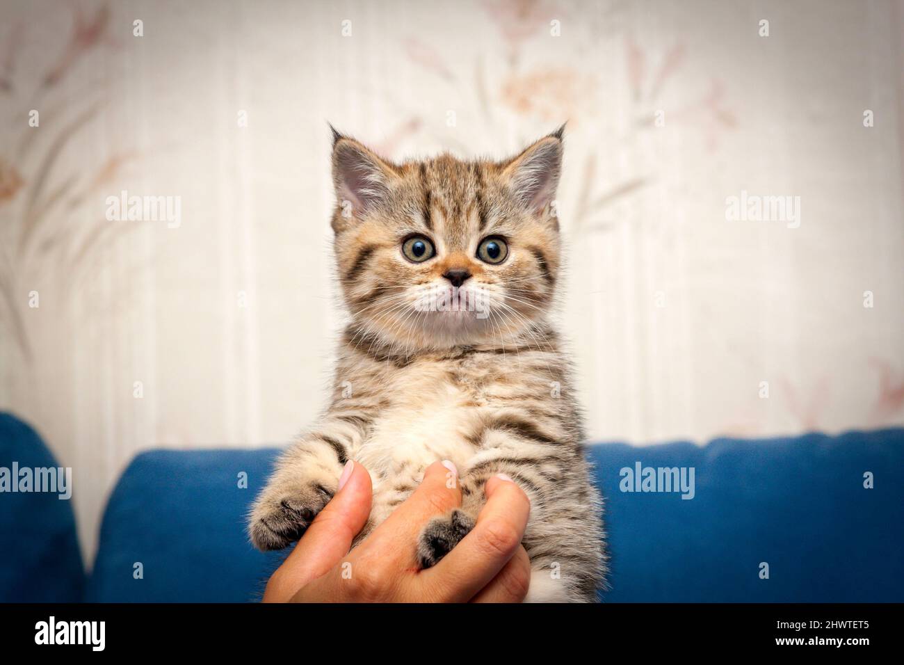 British shorthair cat on hands hi-res stock photography and images - Alamy