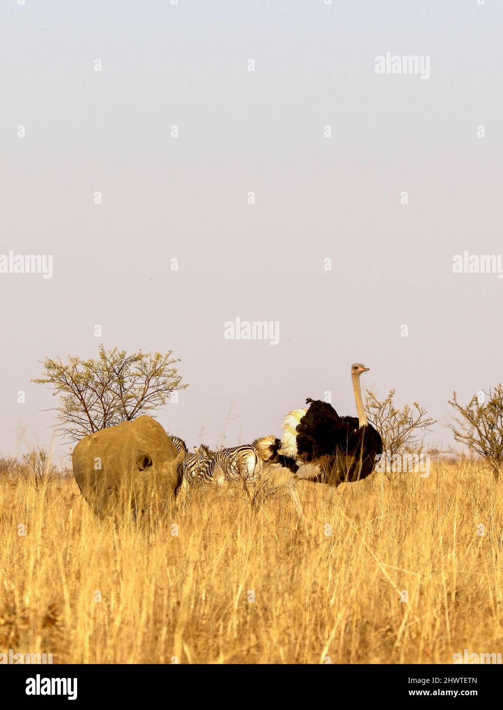 Zebra and ostrich hi-res stock photography and images - Alamy