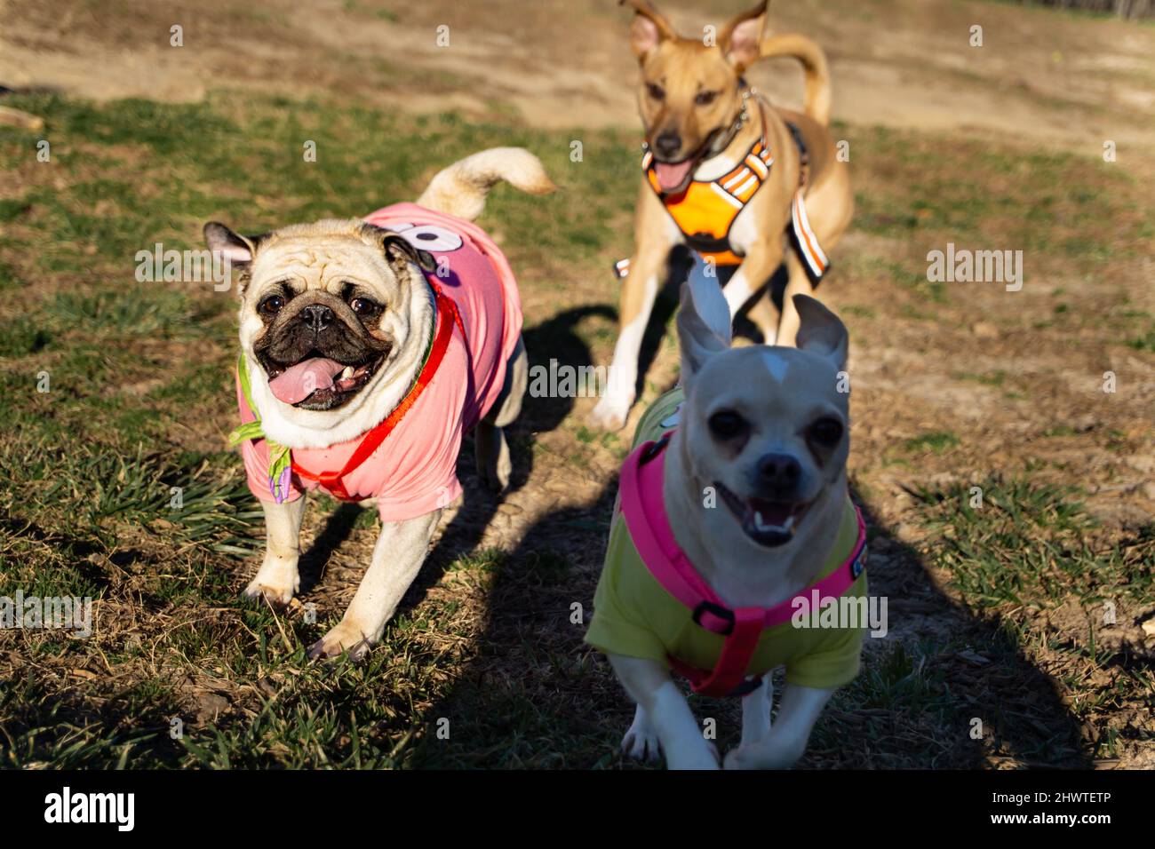 Happy dogs grass hi-res stock photography and images - Alamy