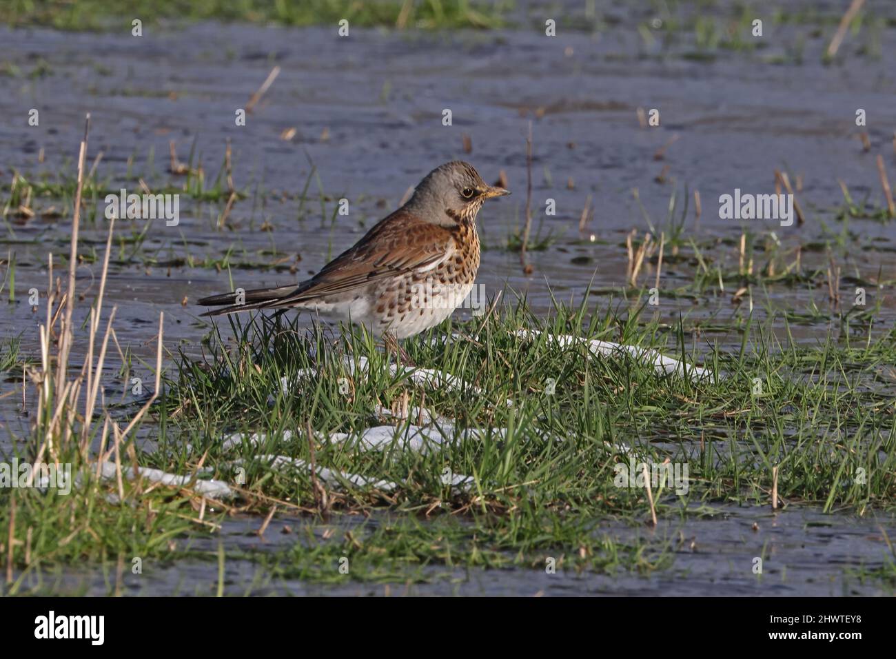 Fieldfare (Turdus pilaris) adult standing on frozen flooded field ...