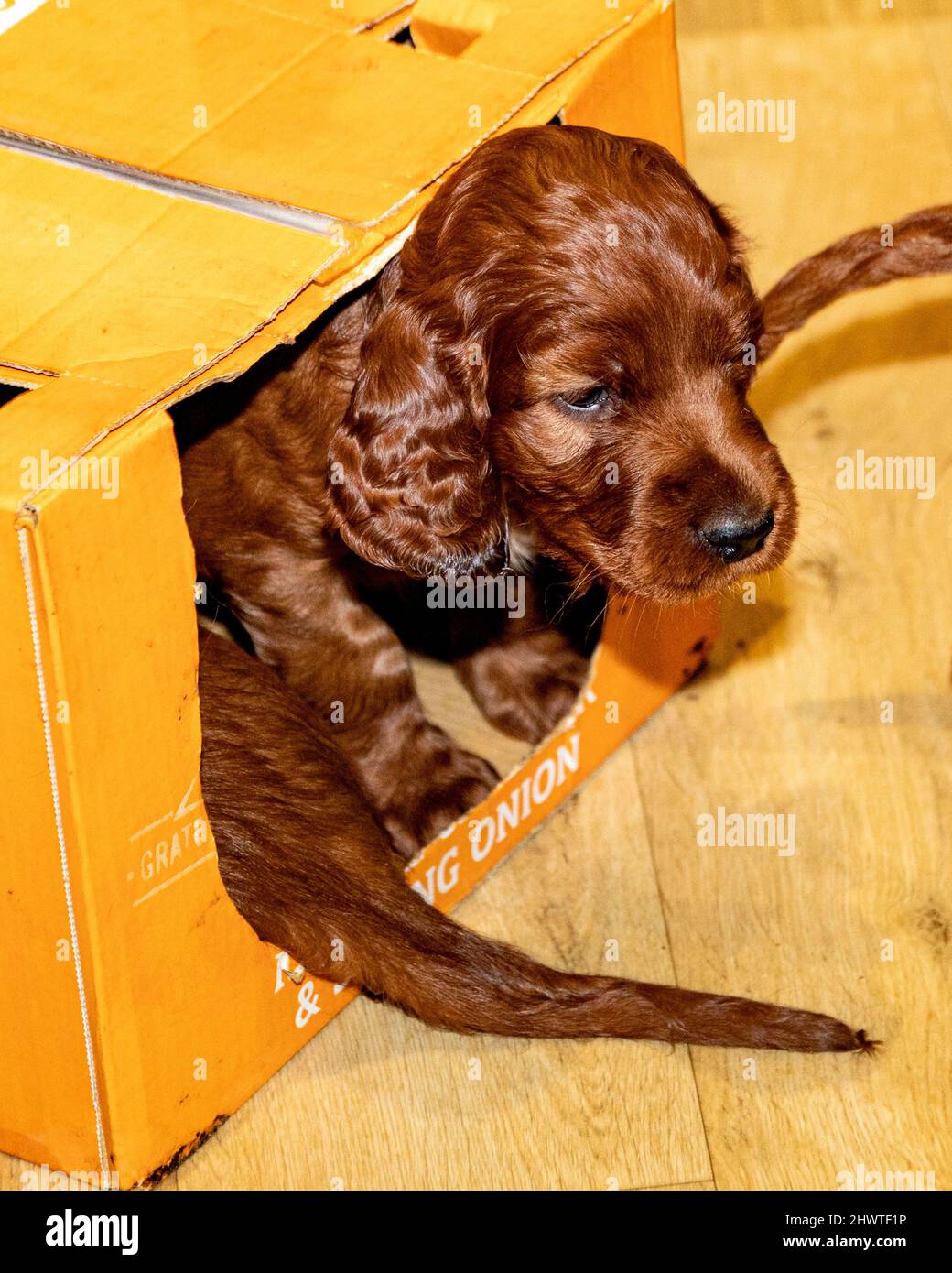 5 week old Irish Setter puppy playing in cardboard box in playpen Stock ...