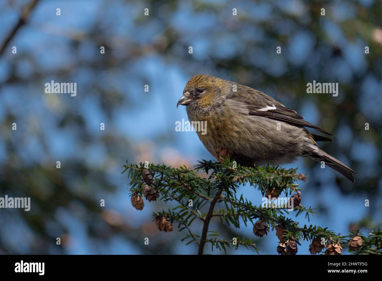Yellow crossbill hi-res stock photography and images - Alamy