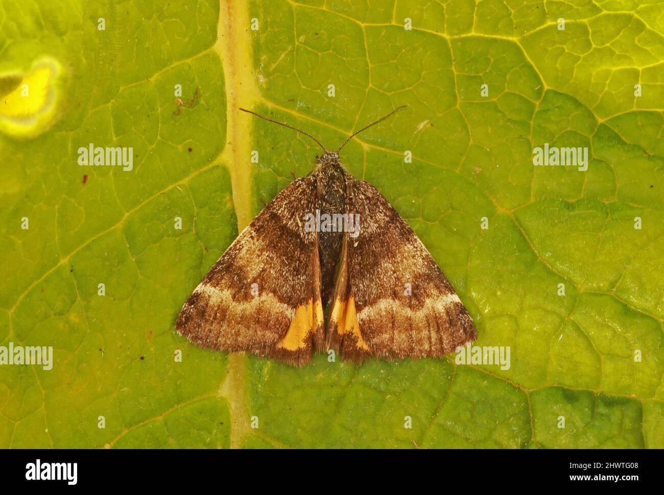 Light Orange Underwing (Archiears notha) adult at rest on leaf Norfolk ...