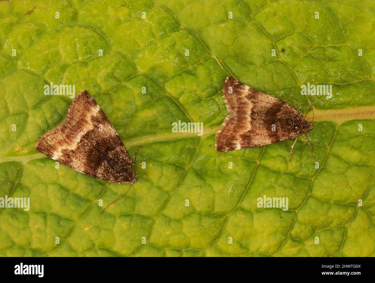 Light orange underwing moth hi-res stock photography and images - Alamy