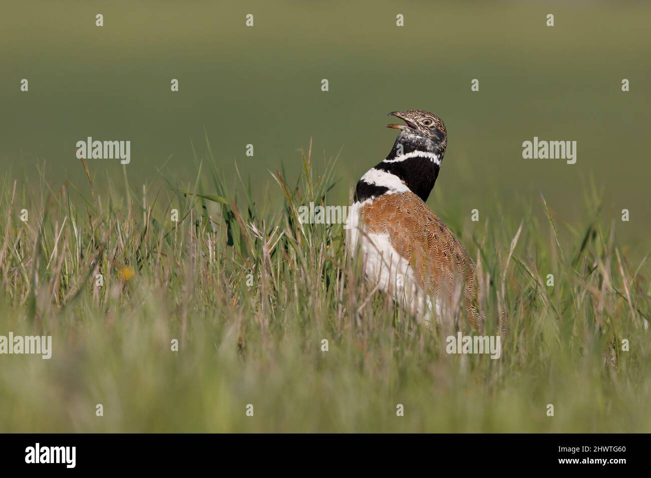 Little bustard male display hi-res stock photography and images - Alamy