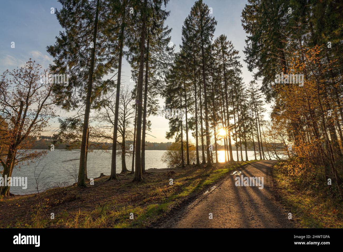 forest at the brucher dam Stock Photo - Alamy