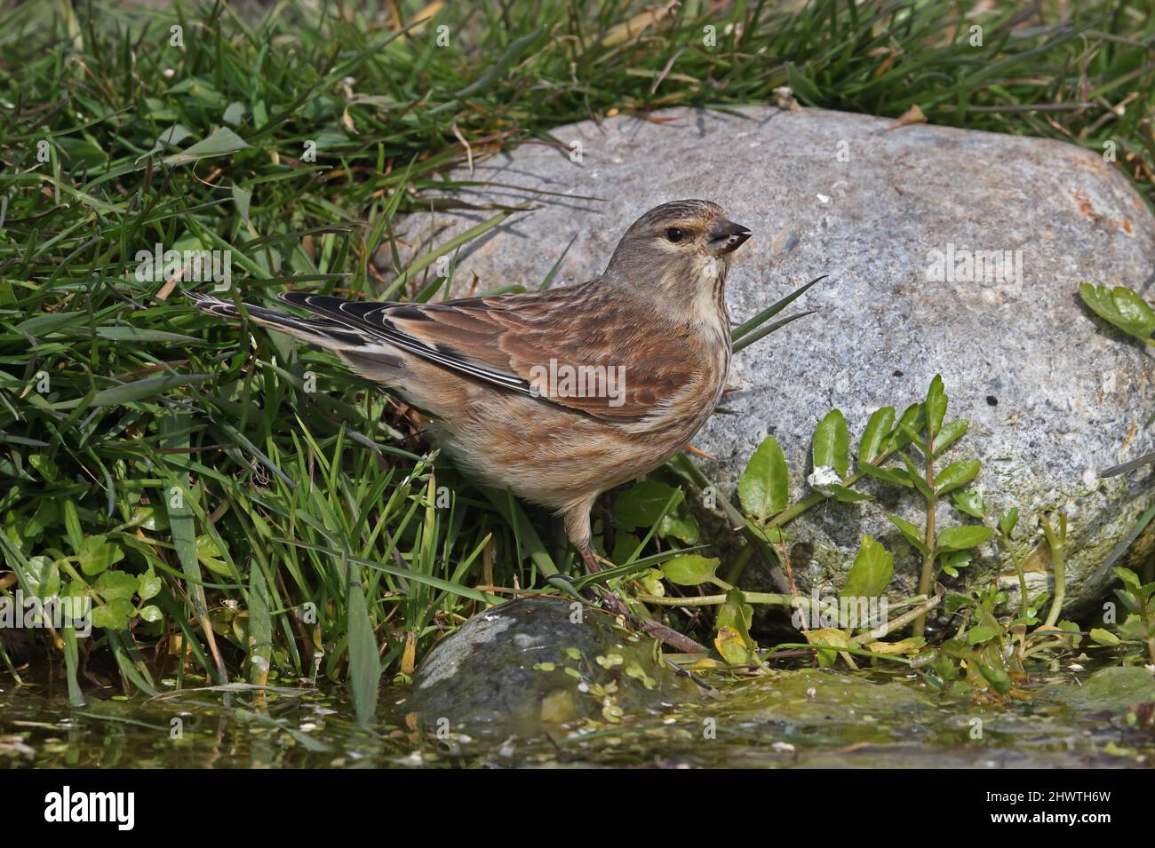 Common Linnet (Linaria cannabina cannabina) adult drinking from pond ...