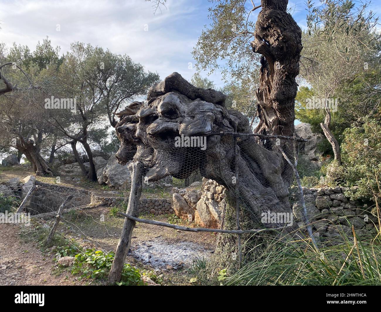 Olive legends trees in Mallorca, Spain Stock Photo - Alamy