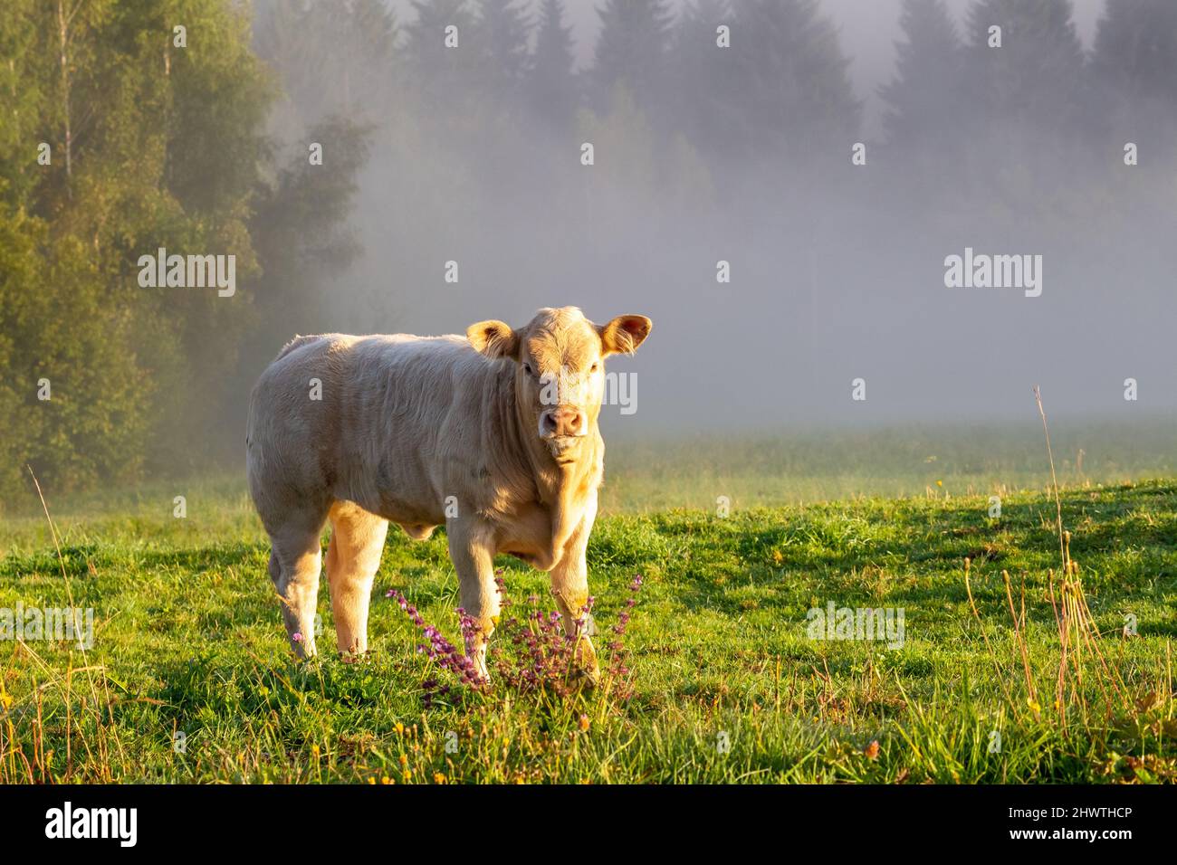 Young bull on farm hi-res stock photography and images - Alamy