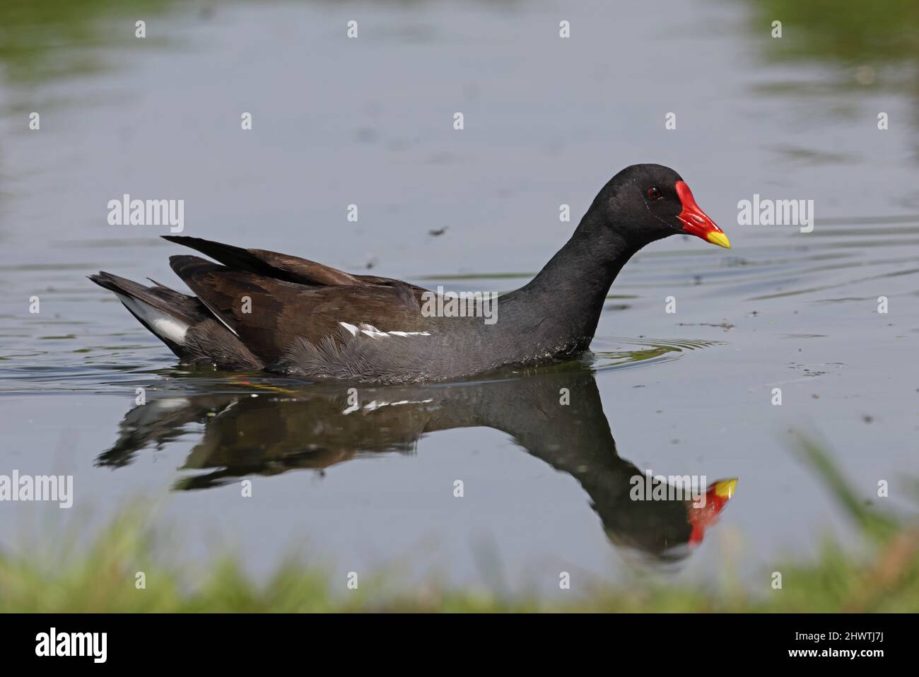 Common Moorhen (Gallinula chloropus chloropus) adult swimming in pond ...