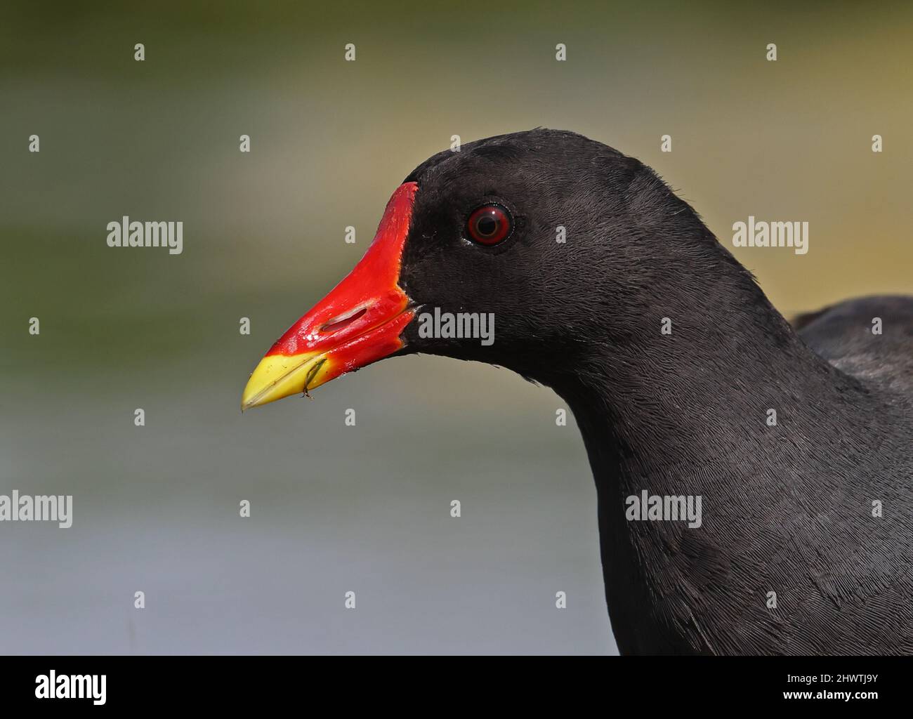 Common Moorhen (Gallinula chloropus chloropus) close-up of adult head ...