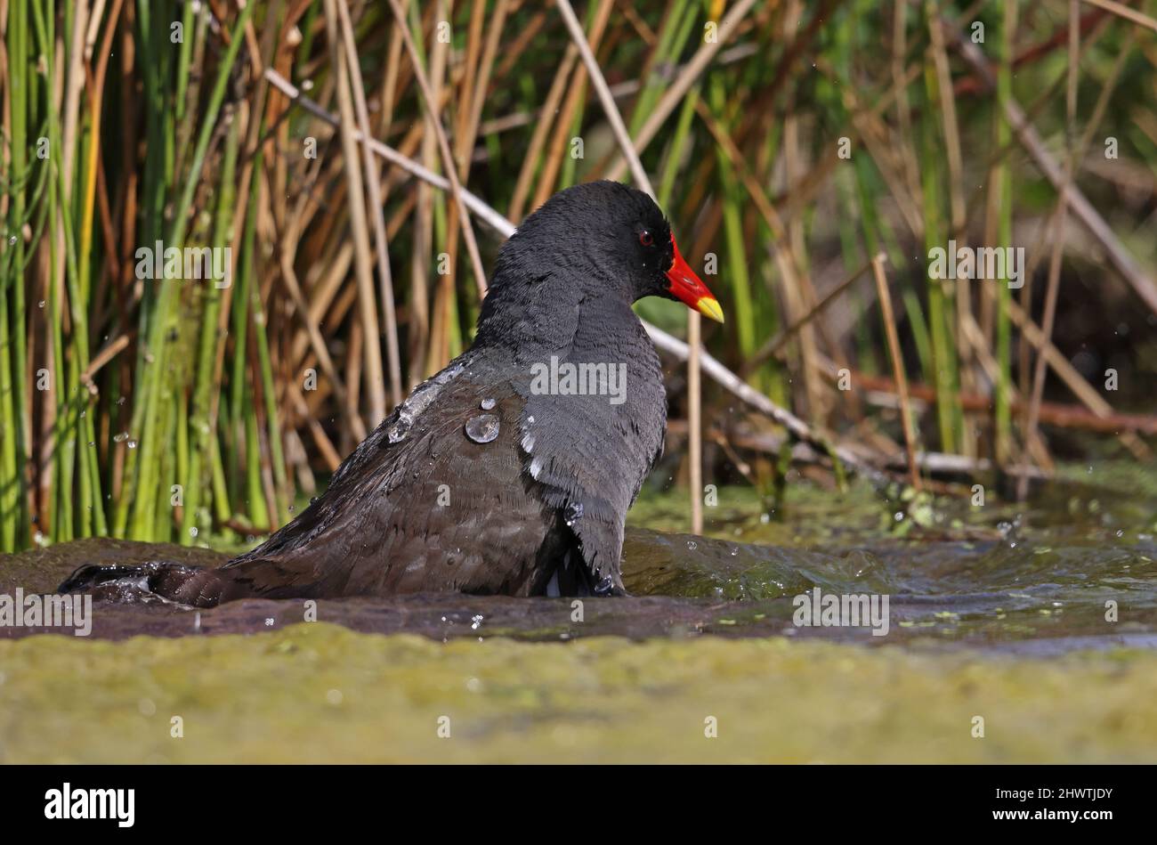 Common Moorhen (Gallinula chloropus chloropus) adult bathing in pond ...