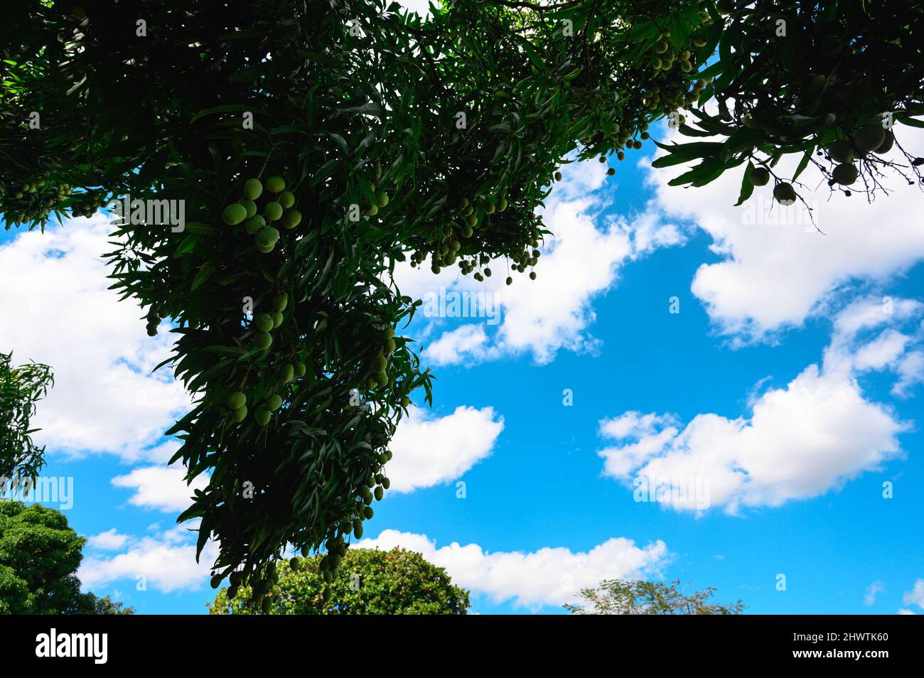 Mango wild tree in dominican land. Wild green mango on wood. Caribbean ...