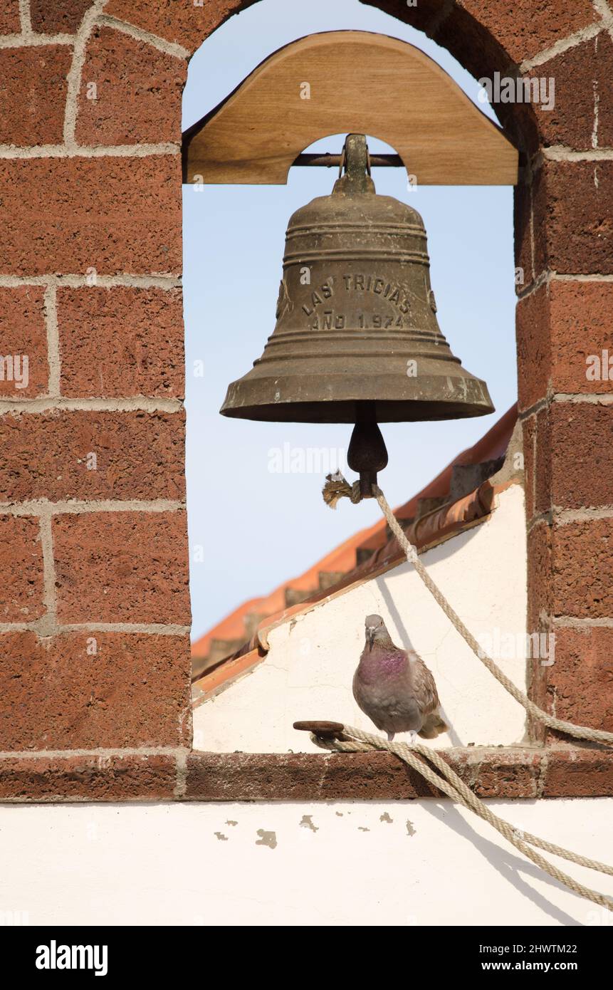 Domestic pigeon Columba livia domestica under a bell. Church of Nuestra ...
