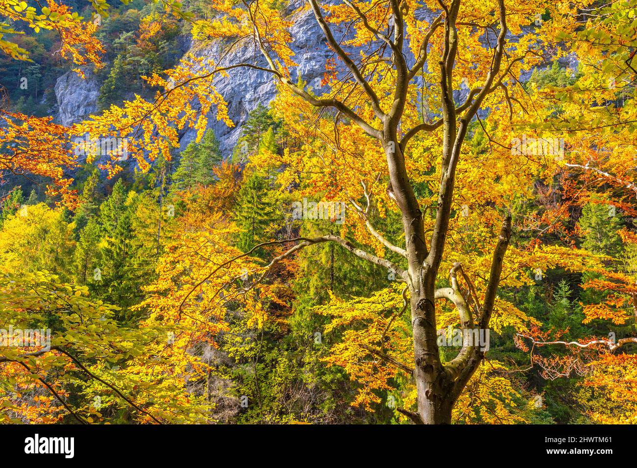 Trees with colorful leaves in an autumn forest. Kvacianska Valley in ...