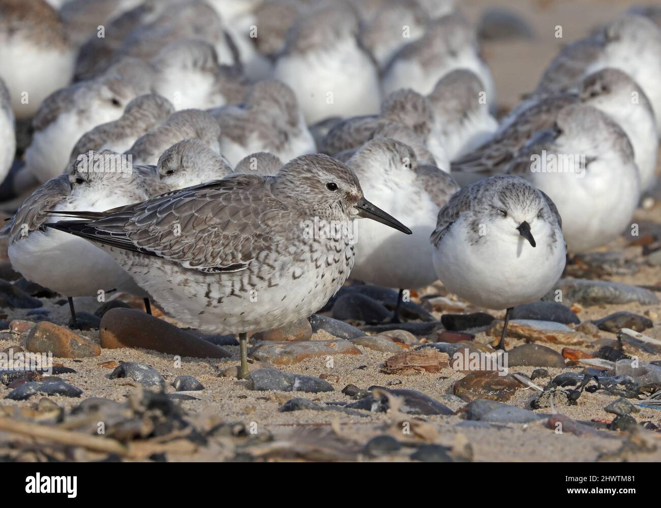 Red Knot (Calidris canutus) and Sanderling (Calidris alba alba) Knot ...