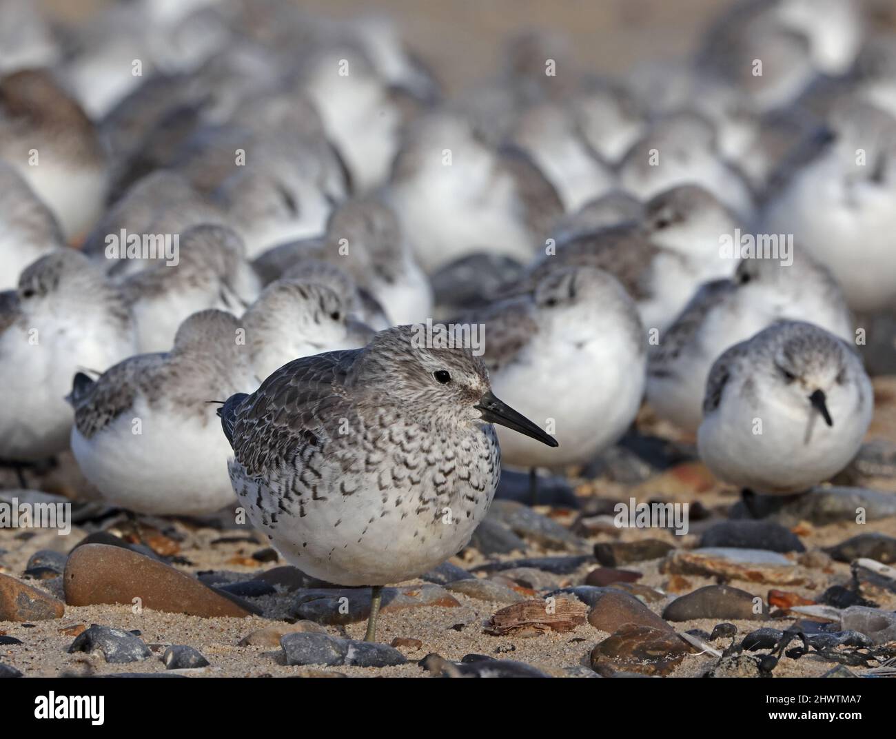 Red Knot (Calidris canutus) and Sanderling (Calidris alba alba) Knot ...