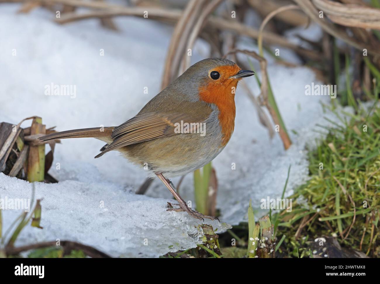 Eccles on sea snow hi-res stock photography and images - Alamy