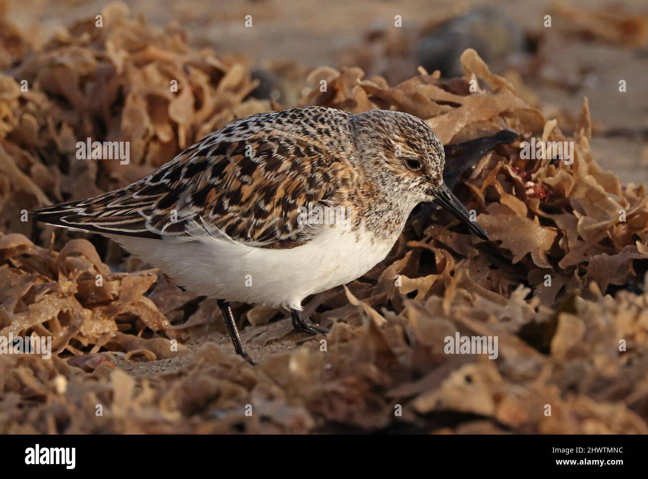 Retained breeding plumage hi-res stock photography and images - Alamy