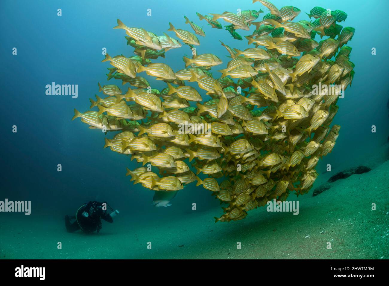A diver admires in awe a big aggregation of fish in the waters of Cabo ...