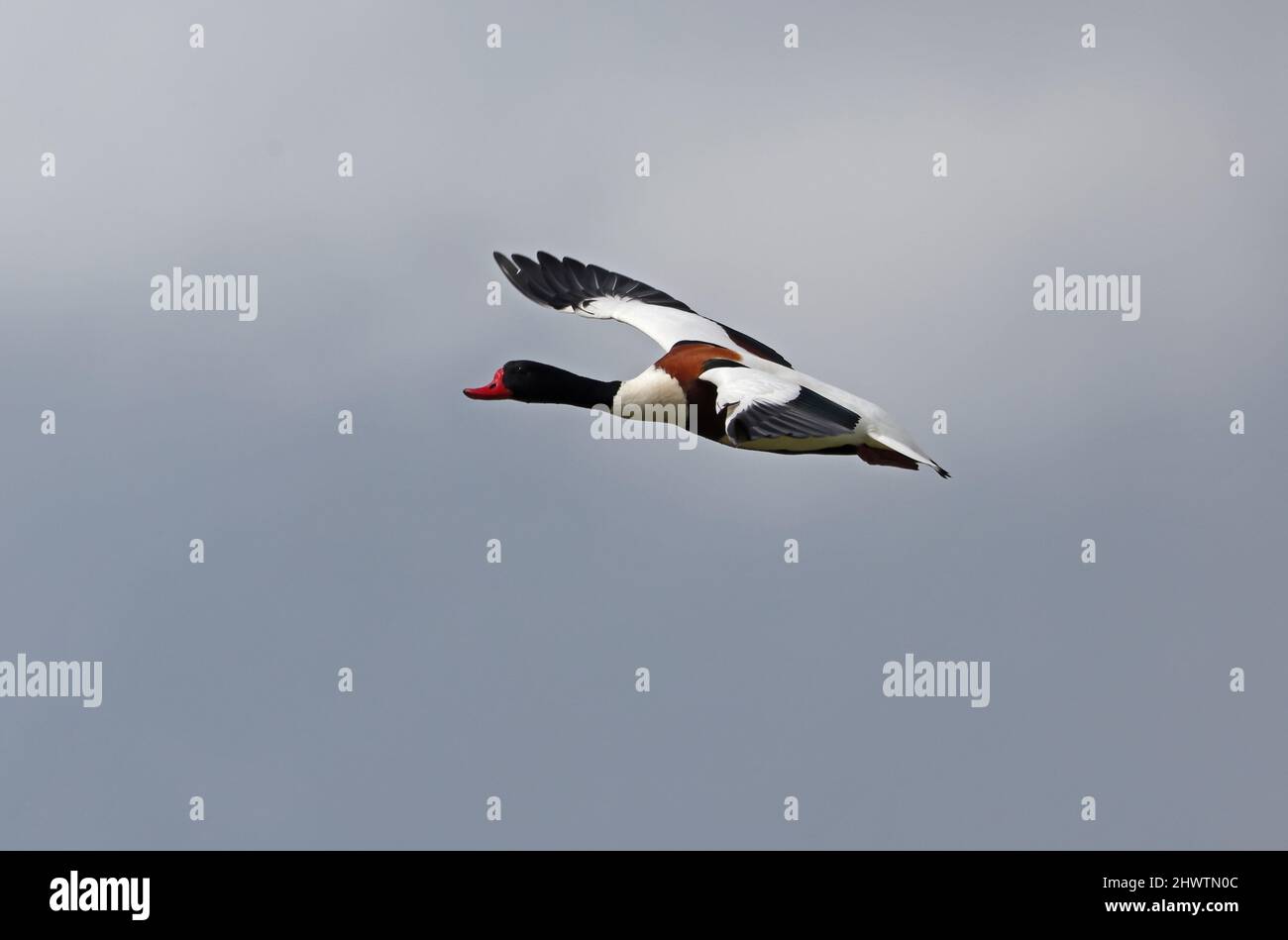 Common shelduck uk hi-res stock photography and images - Alamy