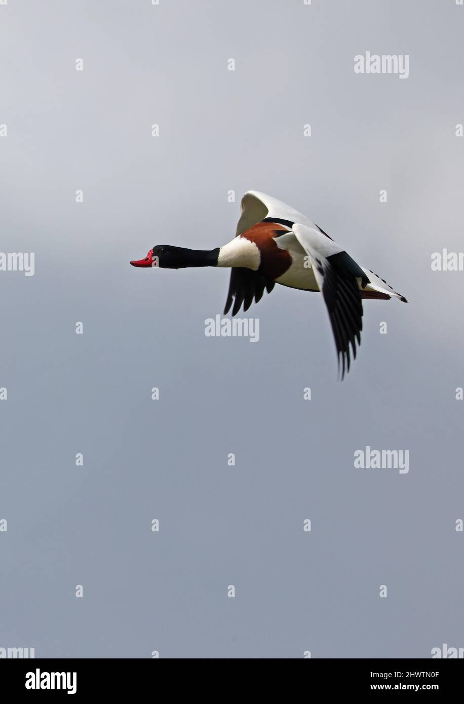 Common Shelduck (Tadorna tadorna) adult in flight Eccles-on-Sea ...