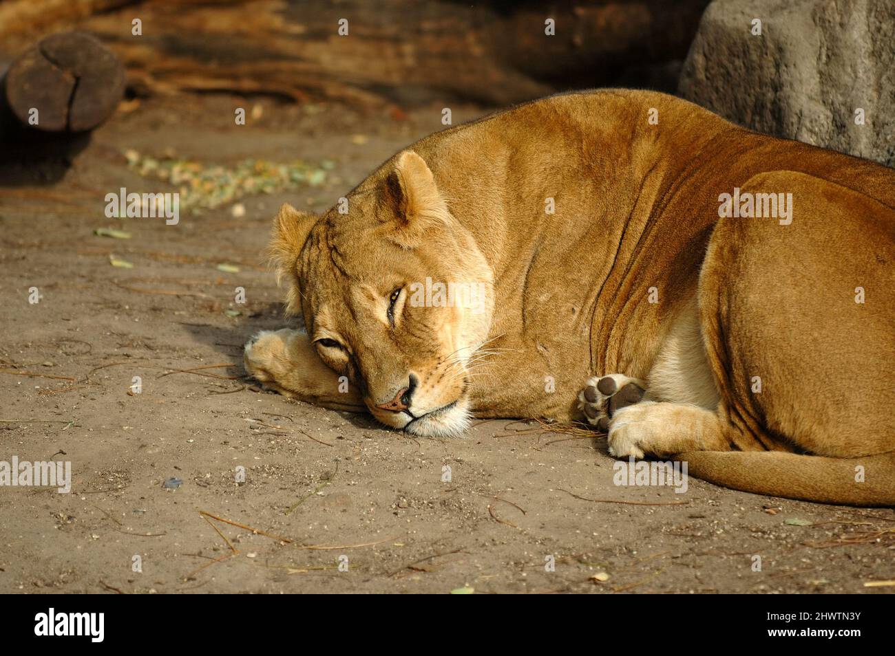 Lioness pose hi-res stock photography and images - Alamy