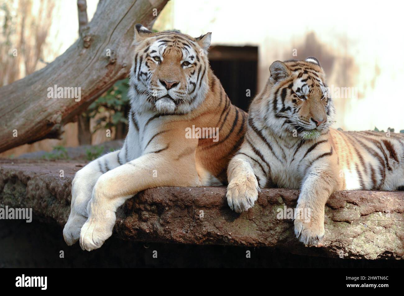 Male and female tigers hi-res stock photography and images - Alamy