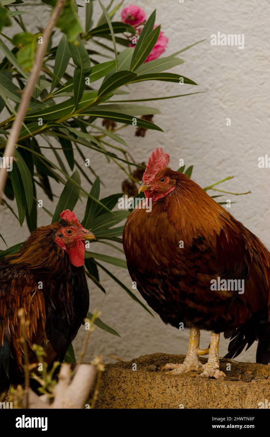 Hen to the left and rooster to the right. Las Tricias. Garafia. La ...