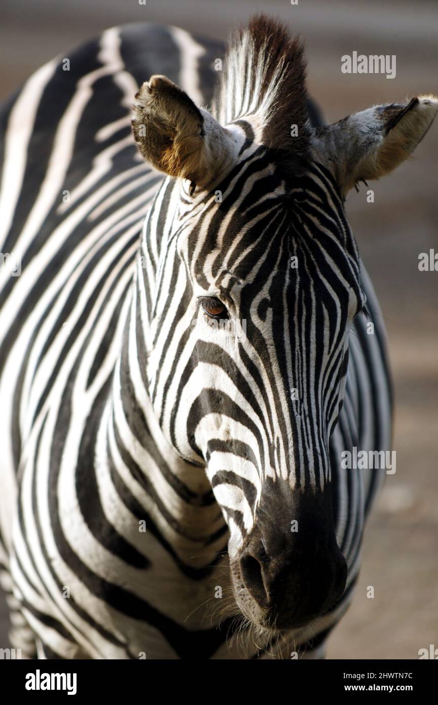 Zebra standing in the sun Stock Photo - Alamy