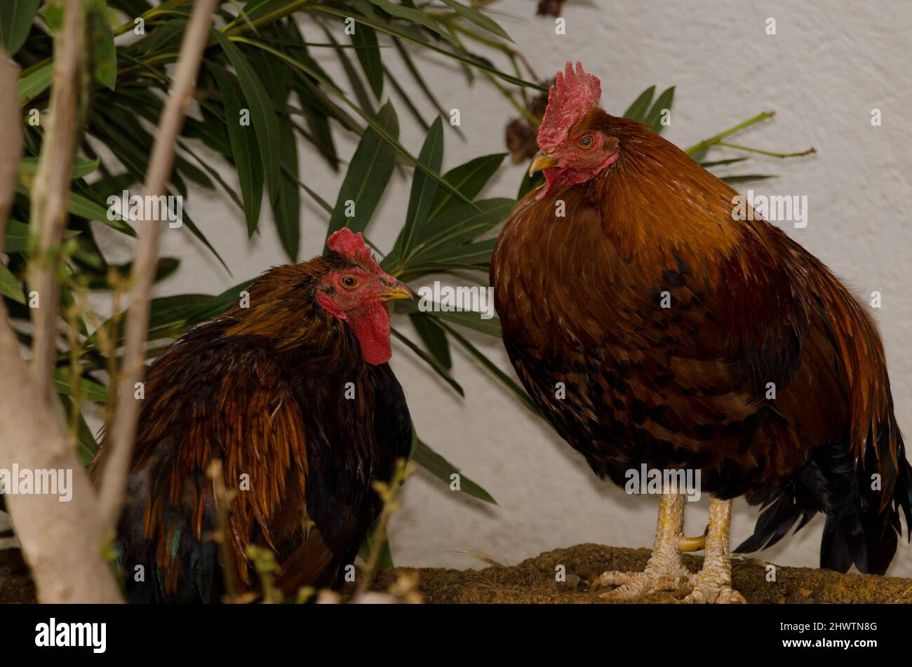 Hen to the left and rooster to the right. Las Tricias. Garafia. La ...