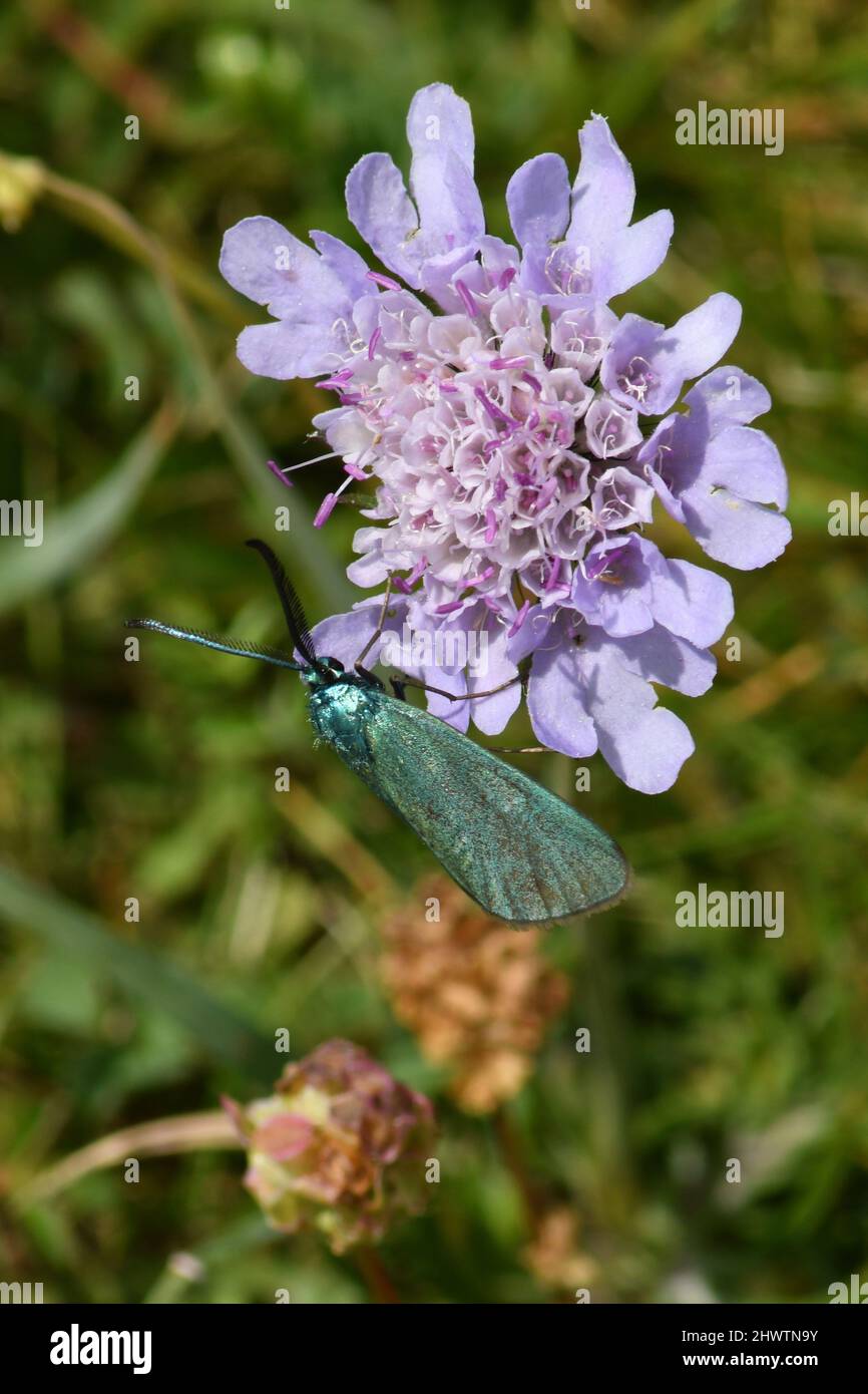 Forester moth"Adscita statices",Progridinae family,Zygaenidae Species ...