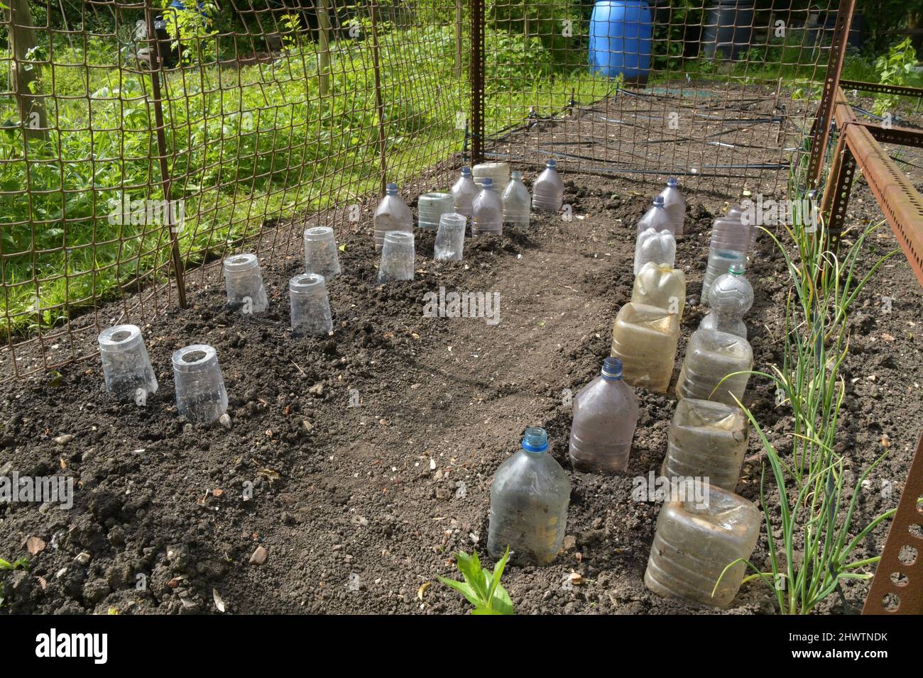 Various clear plastic containers modified to provide cloches to protect ...