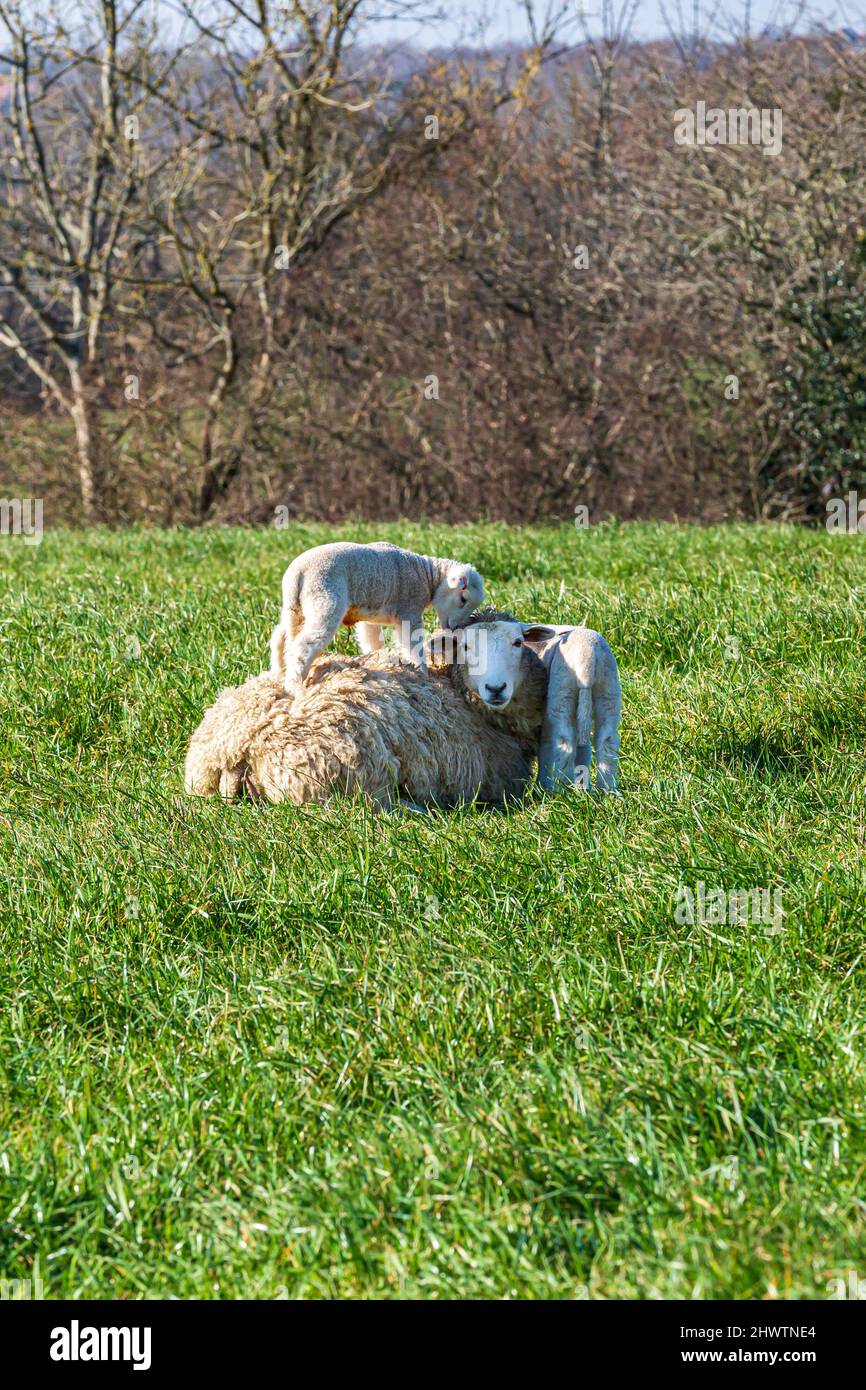 Lambs nuzzling with their mother in the spring sunshine Stock Photo - Alamy