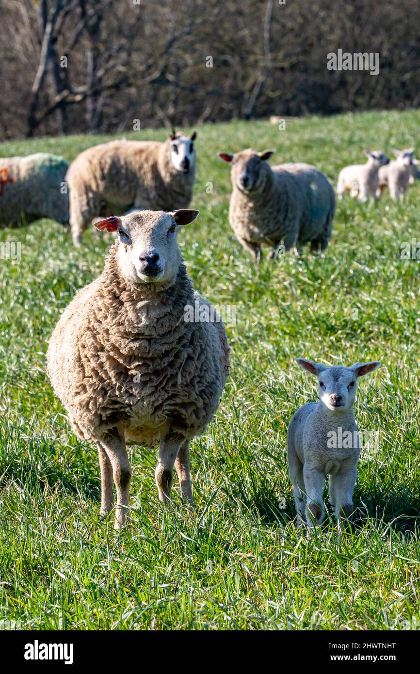 Ewes and lambs in the spring sunshine, looking at the camera Stock ...