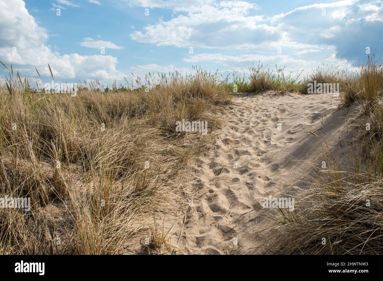 Dunes by the Baltic Sea with sand and grass. Carnikava, Latvia Stock ...
