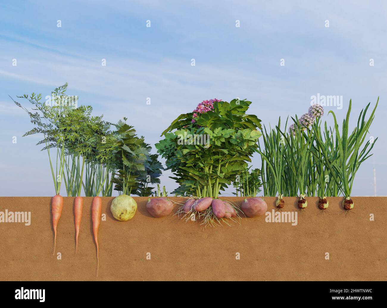 Organic and vegetables growing in soil with cross section view Stock ...