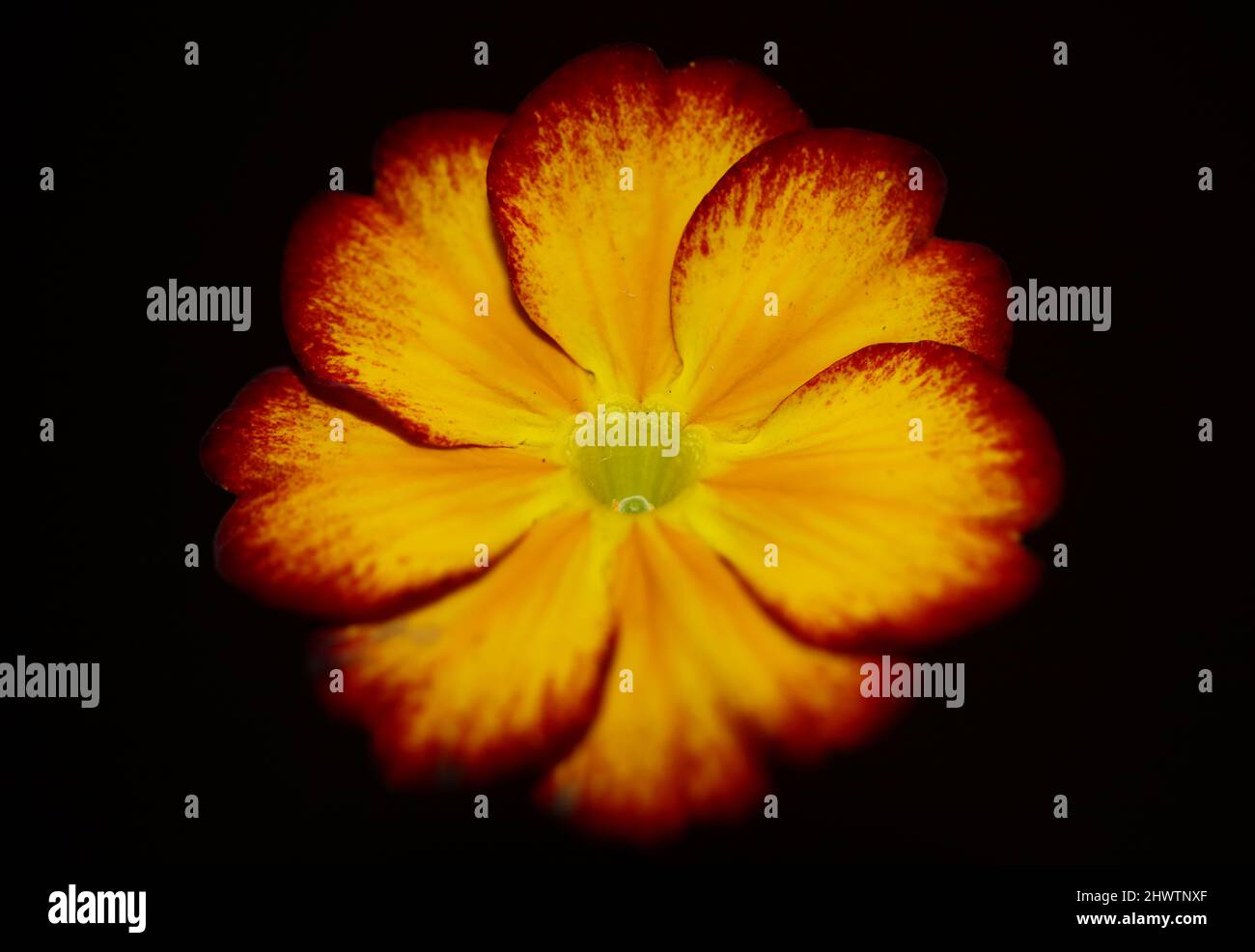 Yellow flower blossom close up Primula auricula family primulaceae ...