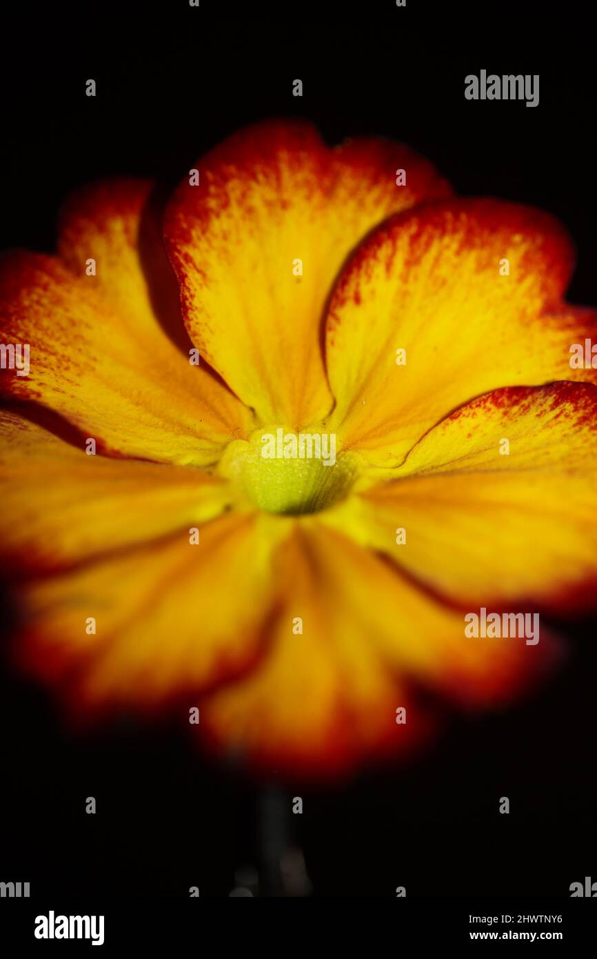 Yellow flower blossom close up Primula auricula family primulaceae ...