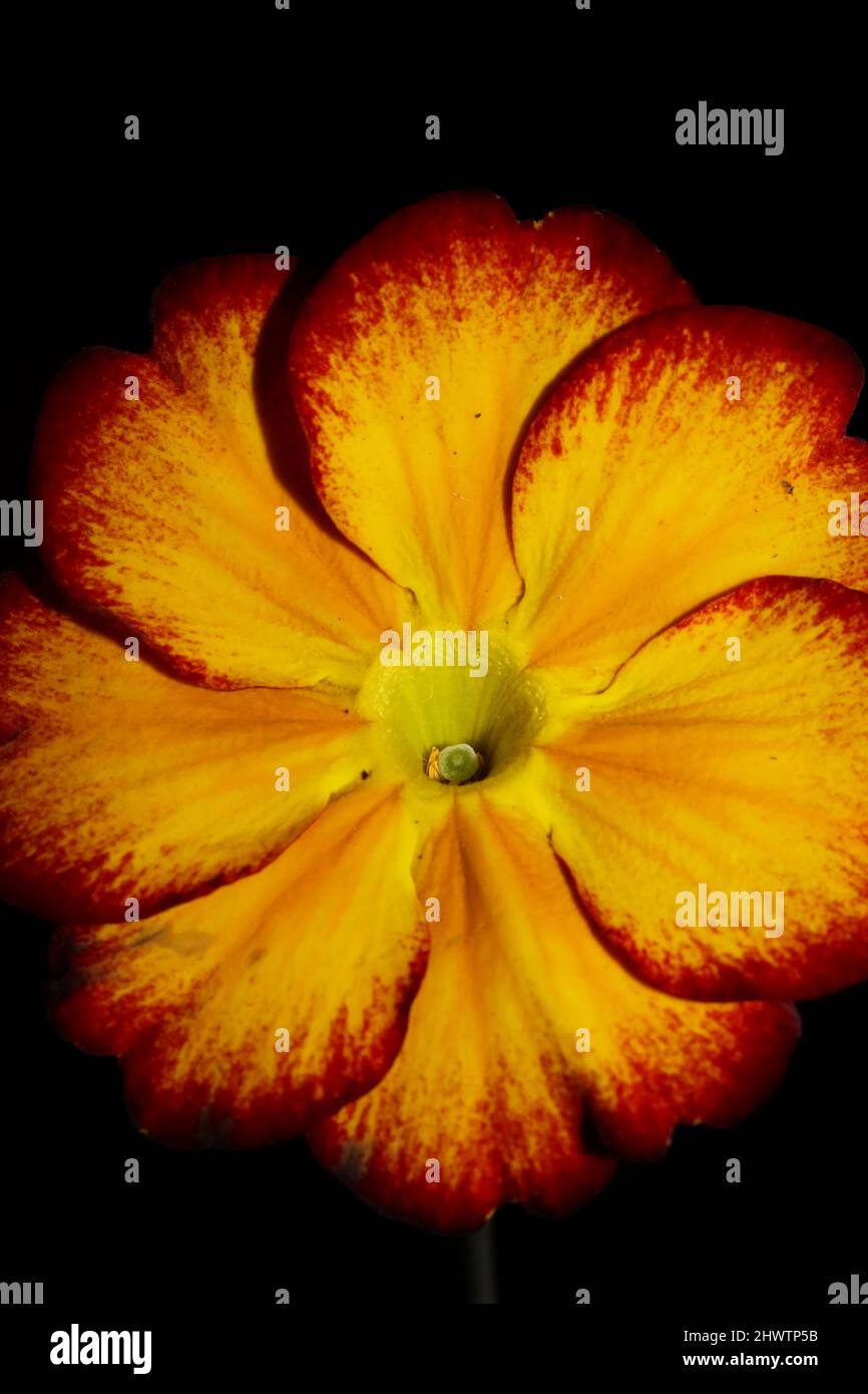 Yellow flower blossom close up Primula auricula family primulaceae ...